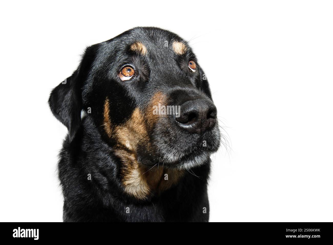 Portrait guilty, sad rottweiler dog looking up with innovent eyes and ...