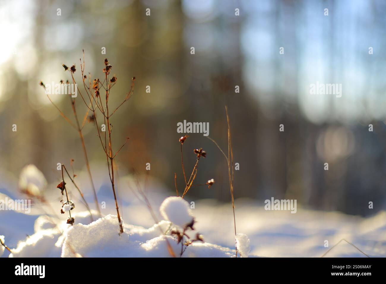 a piece of hay with snow. winter background Stock Photo - Alamy
