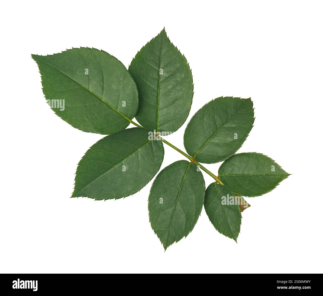 close-up of rose plant leaves or foliage isolated white background ...