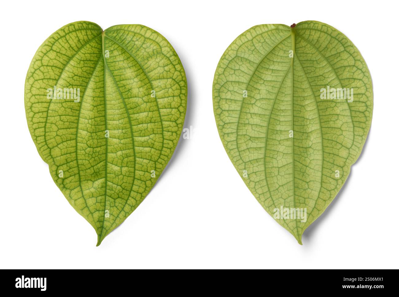 leaves of black pepper plant isolated white background, tropical ...