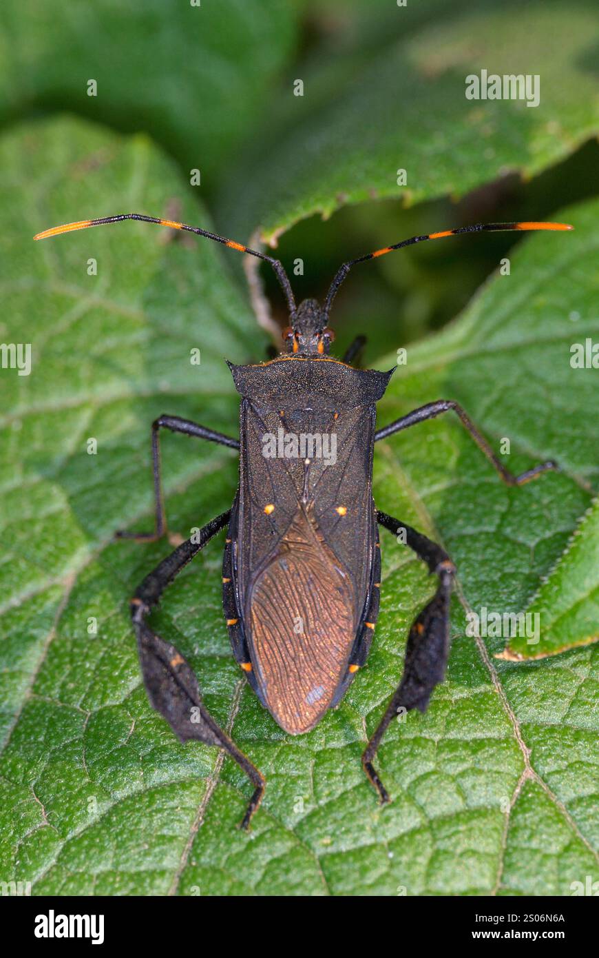 Leaf-footed bug (Hemiptera, Coreidae), possibly Anoplocnemis sp., from ...