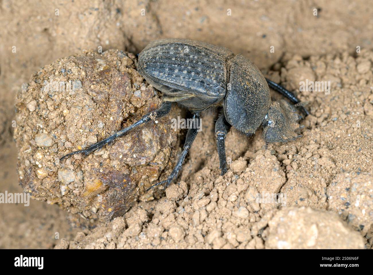 Dung beetle rolling dung. Possibly Scarabaeus sp. Northern Tanzania ...
