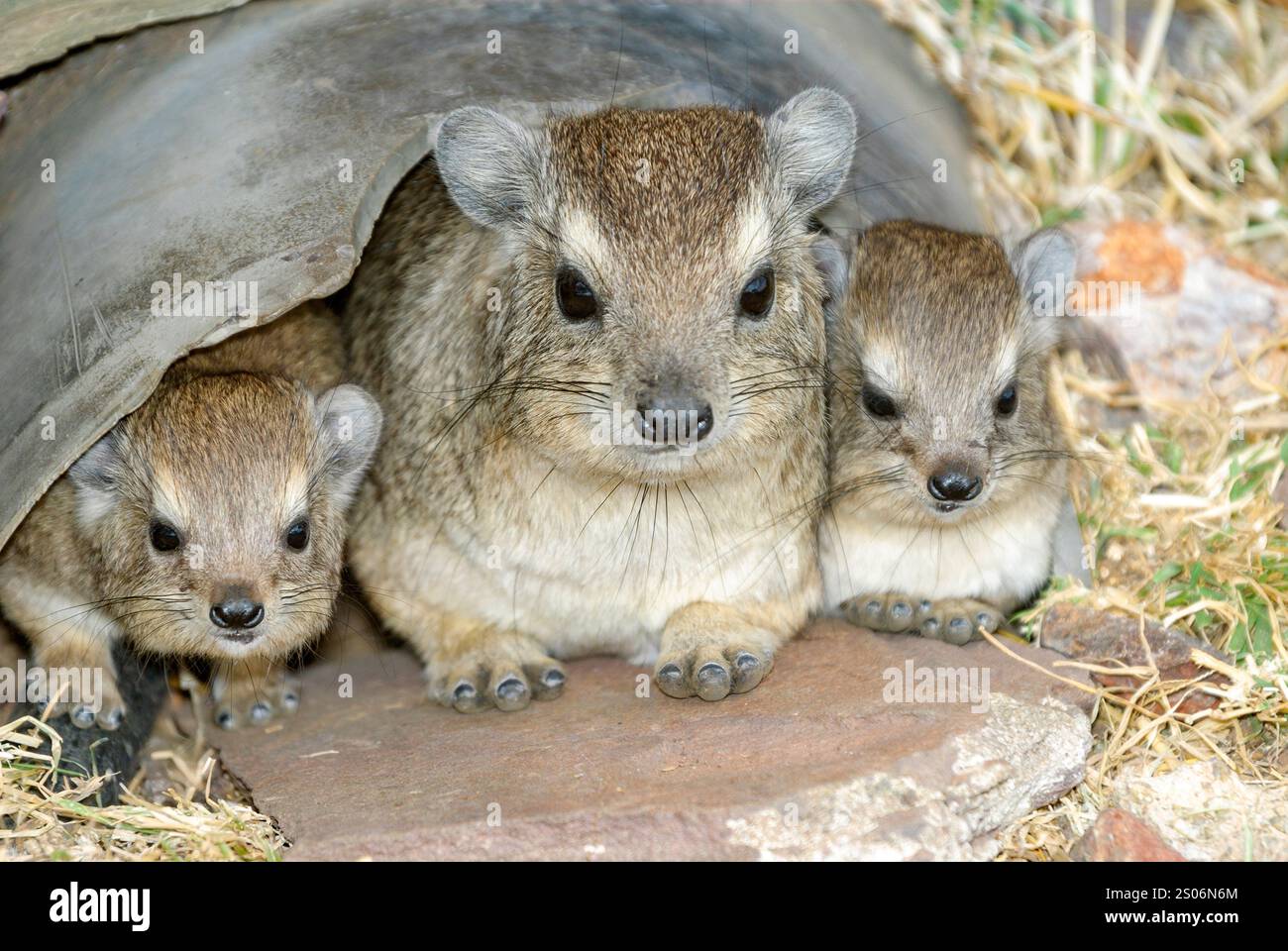 Yellow spotted rock hyraxes (Heterohyrax brucei) from Sereonera ...
