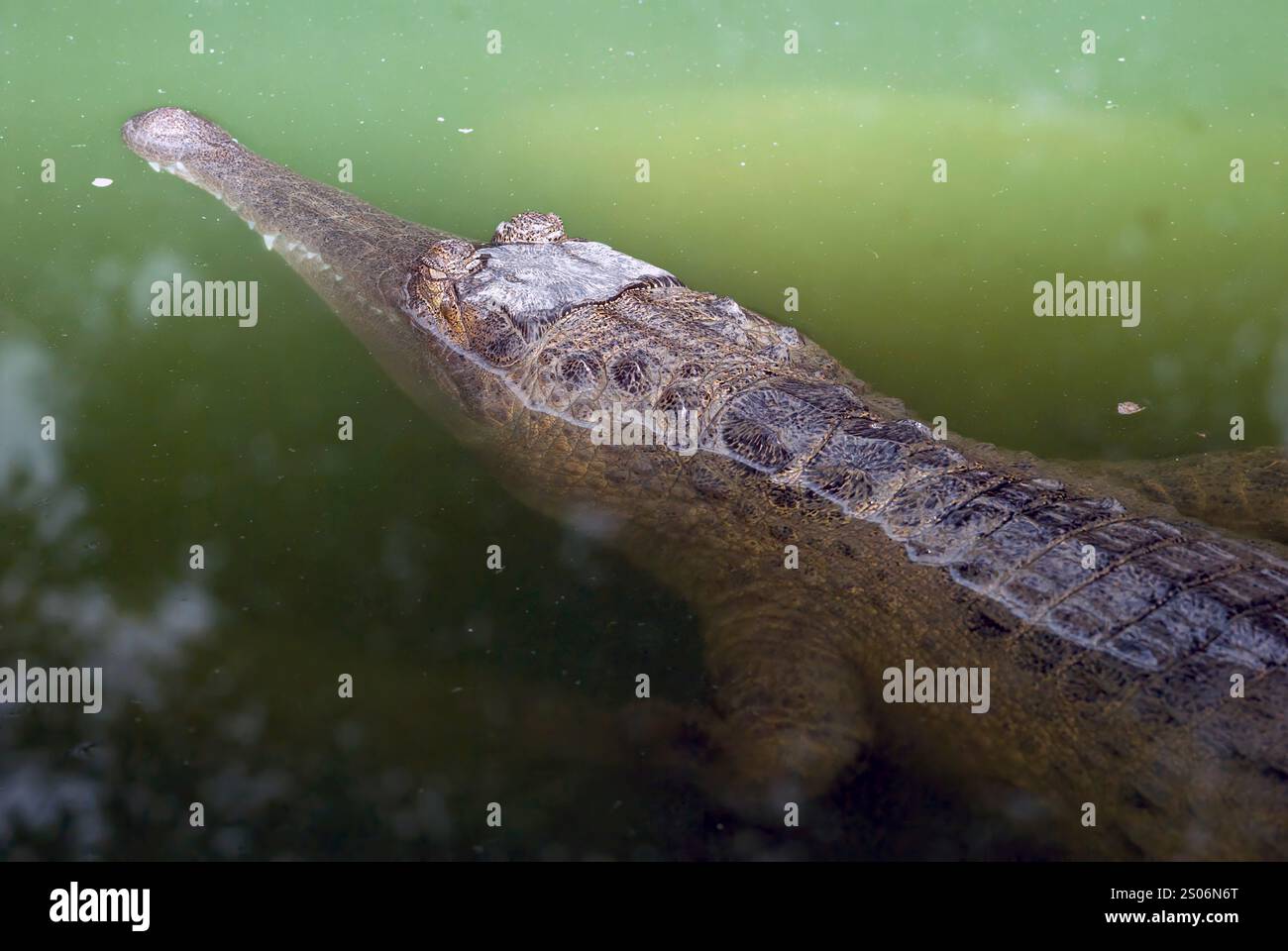 The critically endangered West African slender-snouted crocodile ...