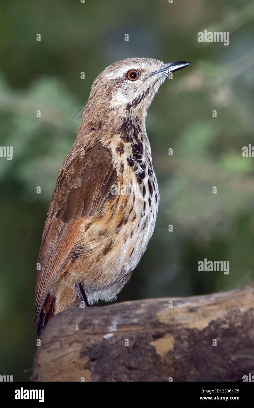 Spotted palm thrush (Cichladusa guttata) from Lake Natron, Tanzania ...