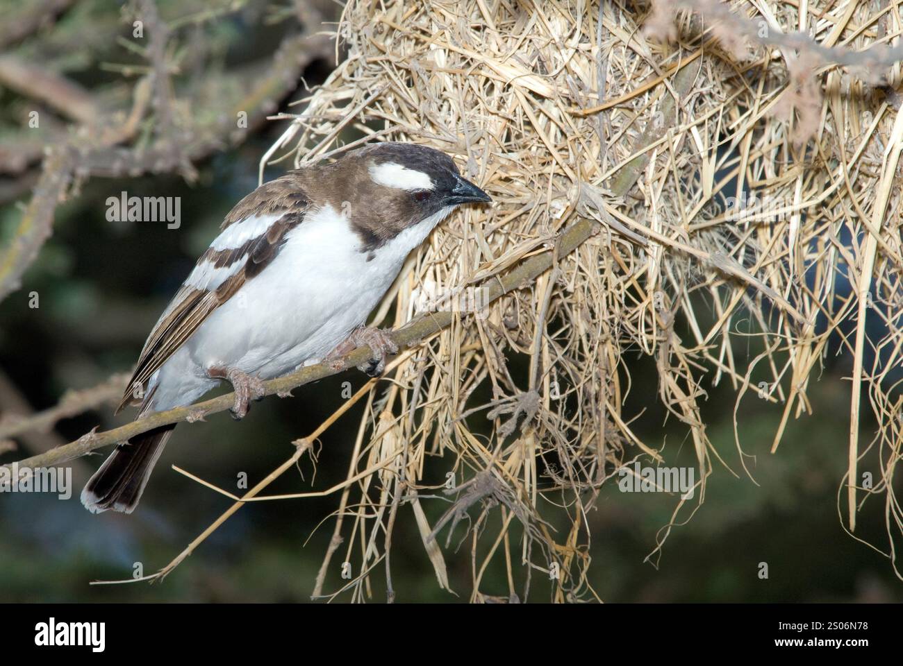 White-browed Sparrow-Weaver (Plocepasser mahali) at its nest. Photo ...