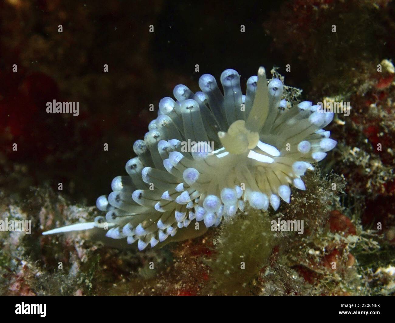 Bright blue Striped Thick-billed Slug (Janolus cristatus) with ...