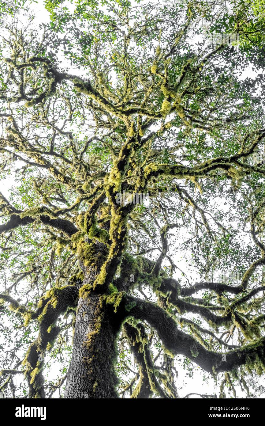 Laurel trees with mosses and lichens, Garajonay National Park, La ...