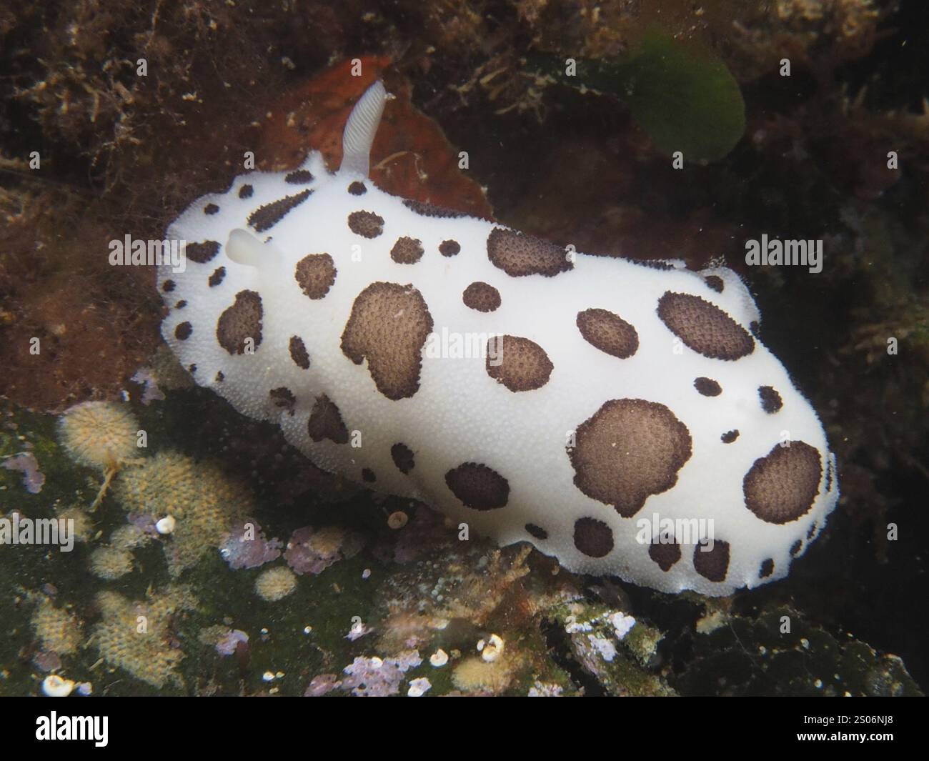 White leopard snail (Discodoris atromaculata), nudibranch, with brown ...