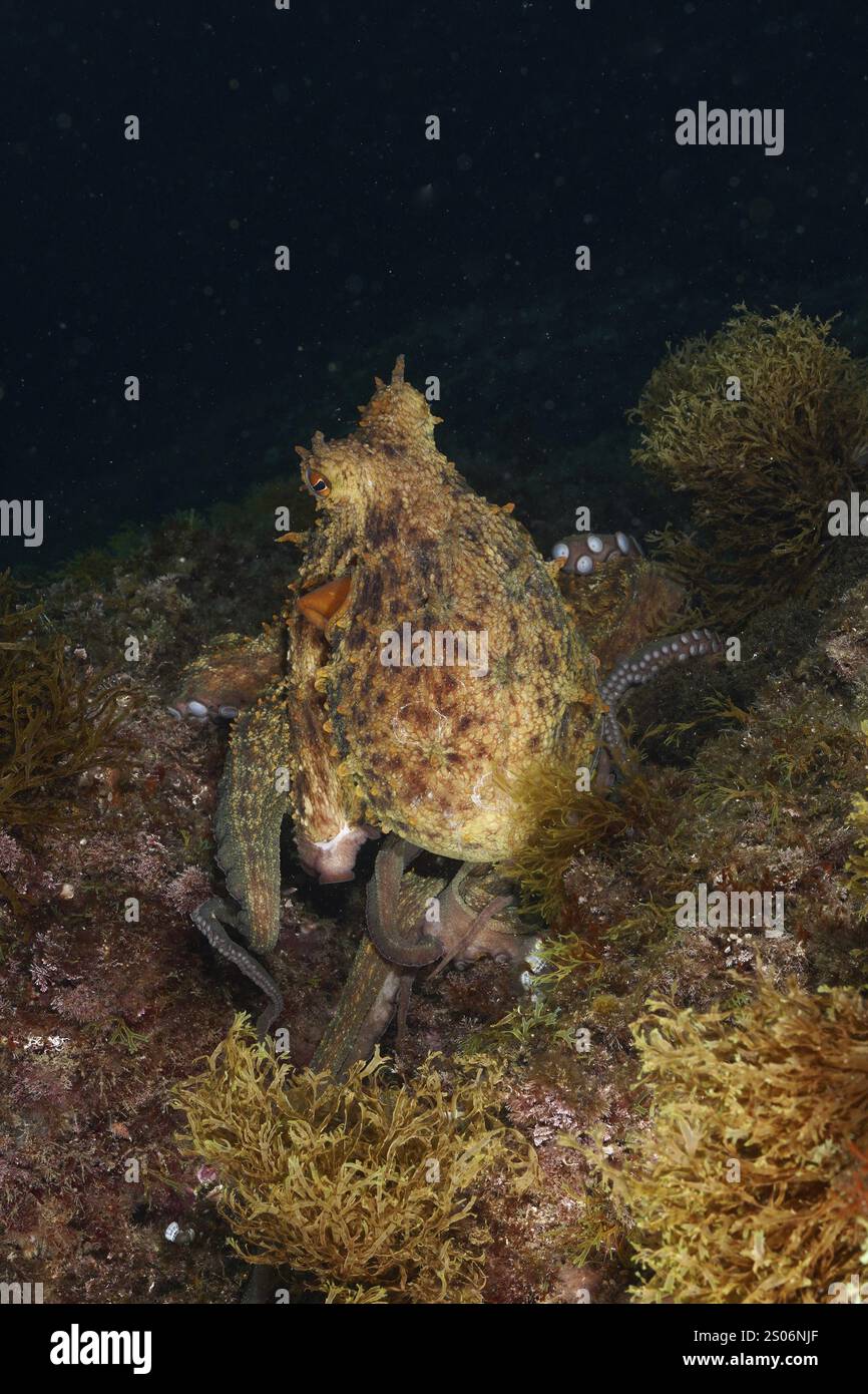Octopus, Common Octopus (Octopus vulgaris), sitting on the algae ...