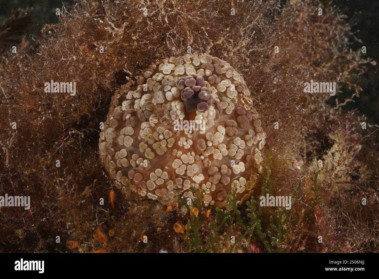 Brown berry anemone, miracle anemone Alicia (Alicia mirabilis), sea ...