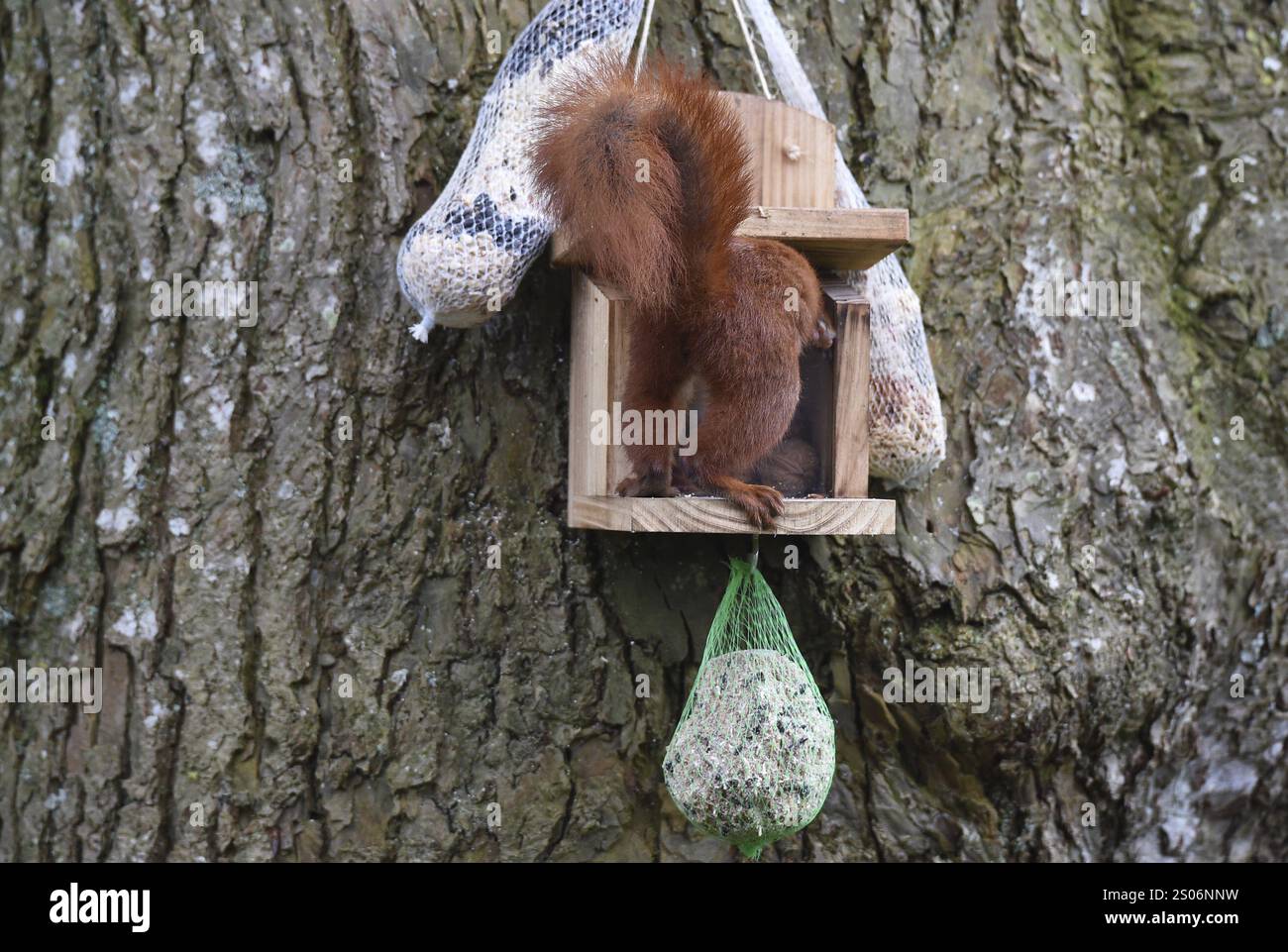 Squirrel eats from feeder feed hi-res stock photography and images - Alamy
