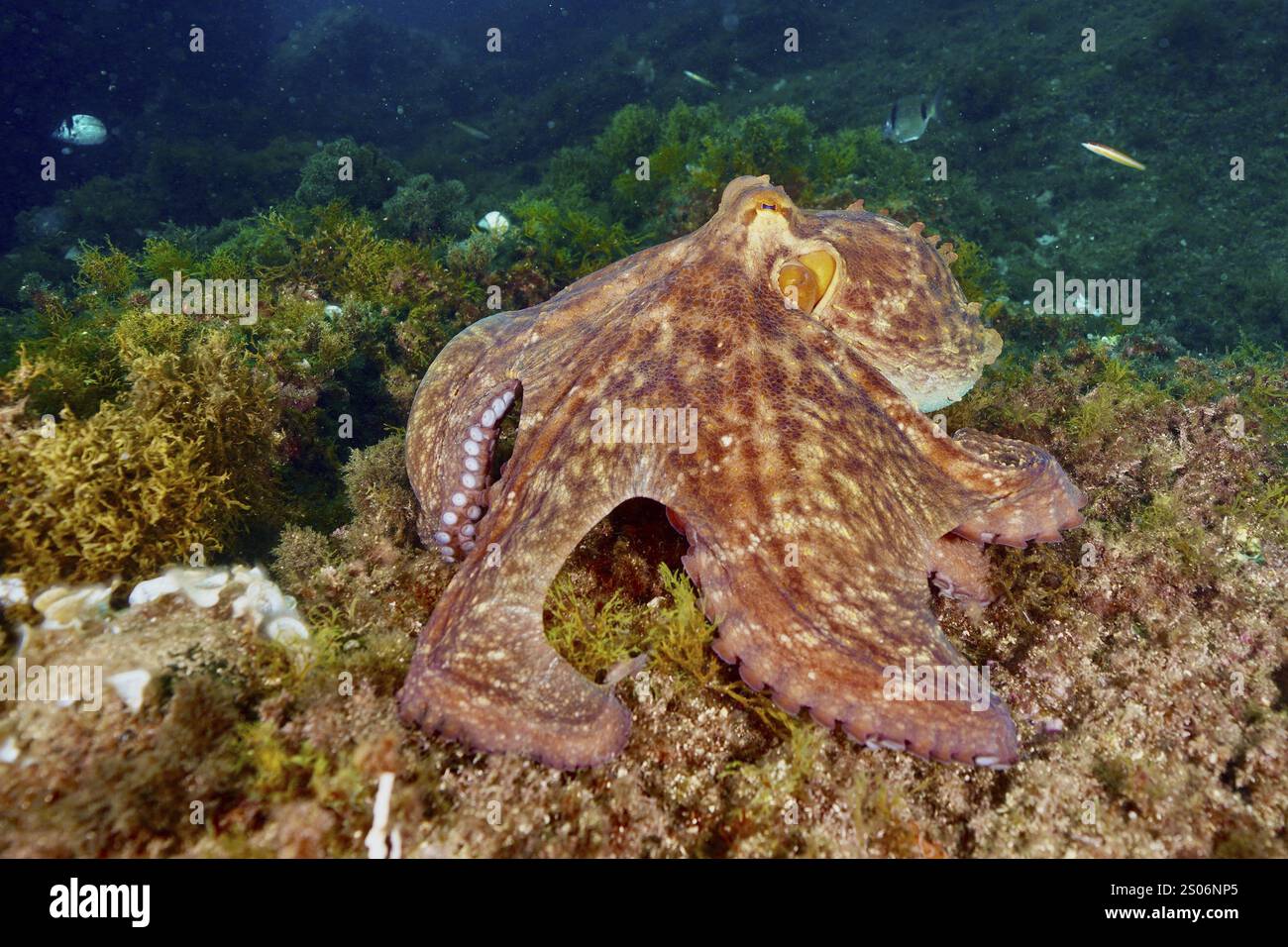 An octopus, Common Octopus (Octopus vulgaris), on the seabed ...