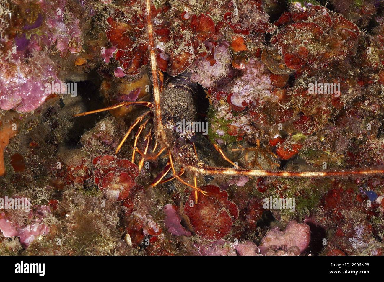 Underwater scene lobster in colourful hi-res stock photography and ...