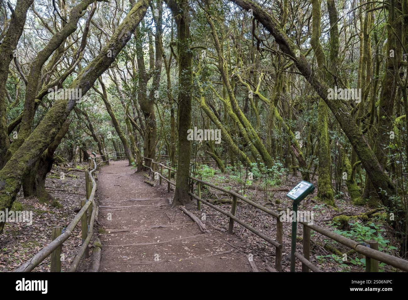 Hiking trail in the cloud forest, laurel forest, Garajonay National ...