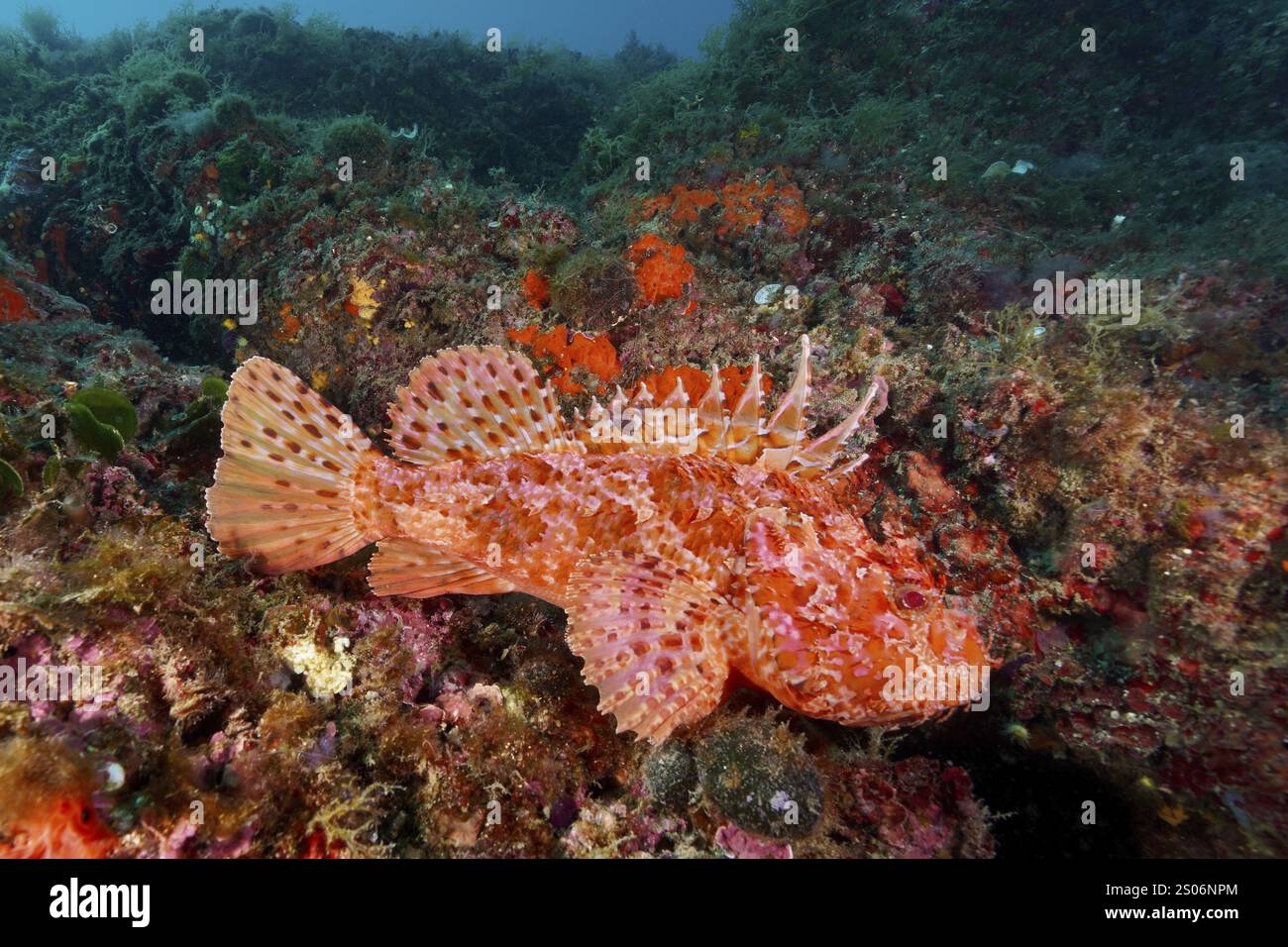 Rosas de coral hi-res stock photography and images - Alamy