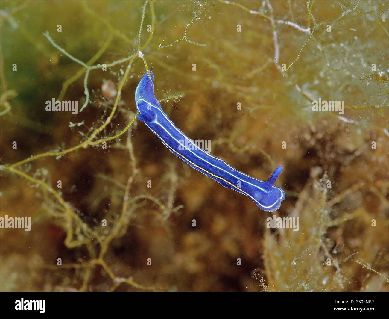 Slender blue nudibranch, magnificent star snail (Felimare tricolor ...