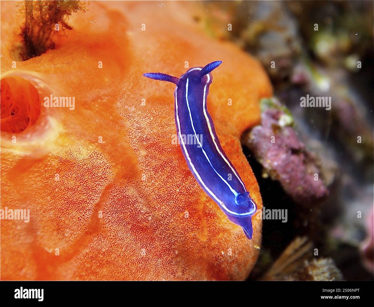 Blue nudibranch, magnificent star snail (Felimare tricolor), on Orange ...