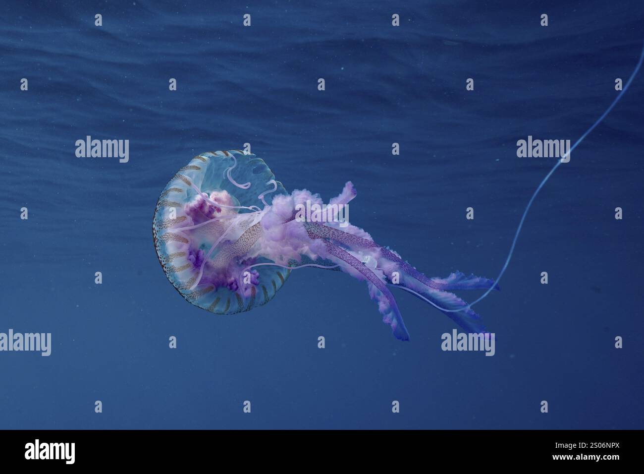 Luminous jellyfish (Pelagia noctiluca) with shimmering purple tentacles ...