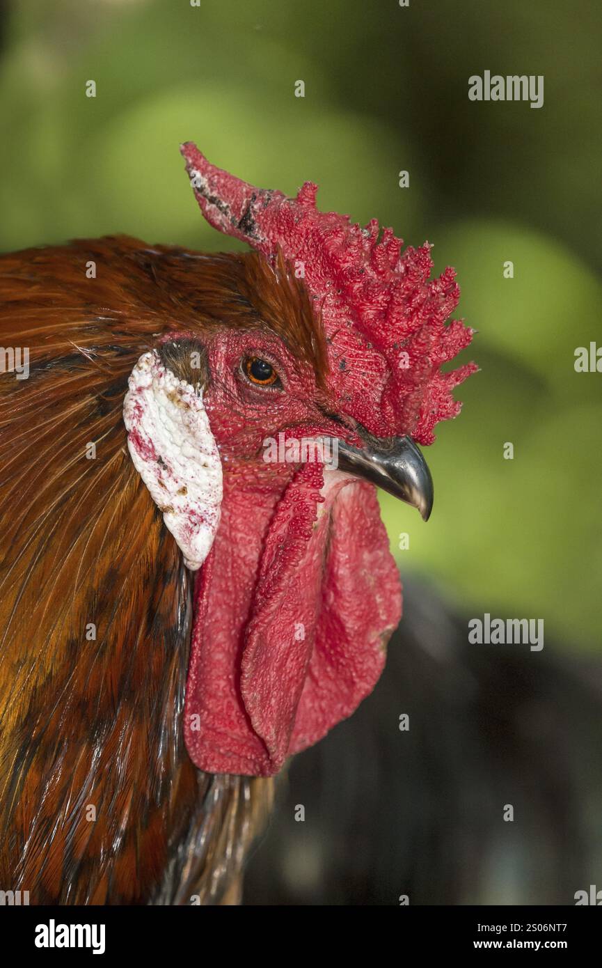 Rooster of the Alsatian hen breed (Gallus gallus f. dom.), blue-fringed ...