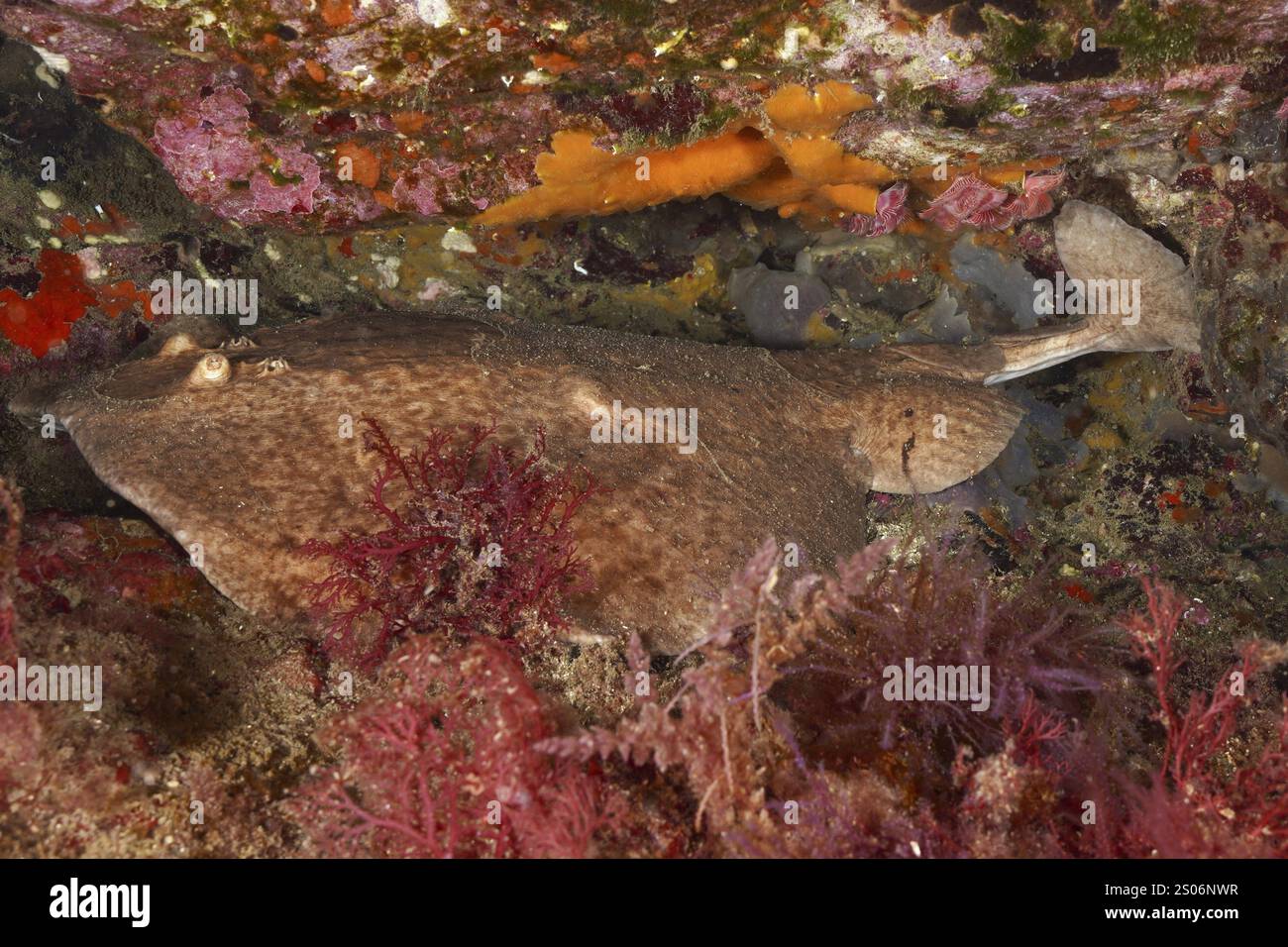 Marble electric ray (Torpedo marmorata) lies on the seabed between ...