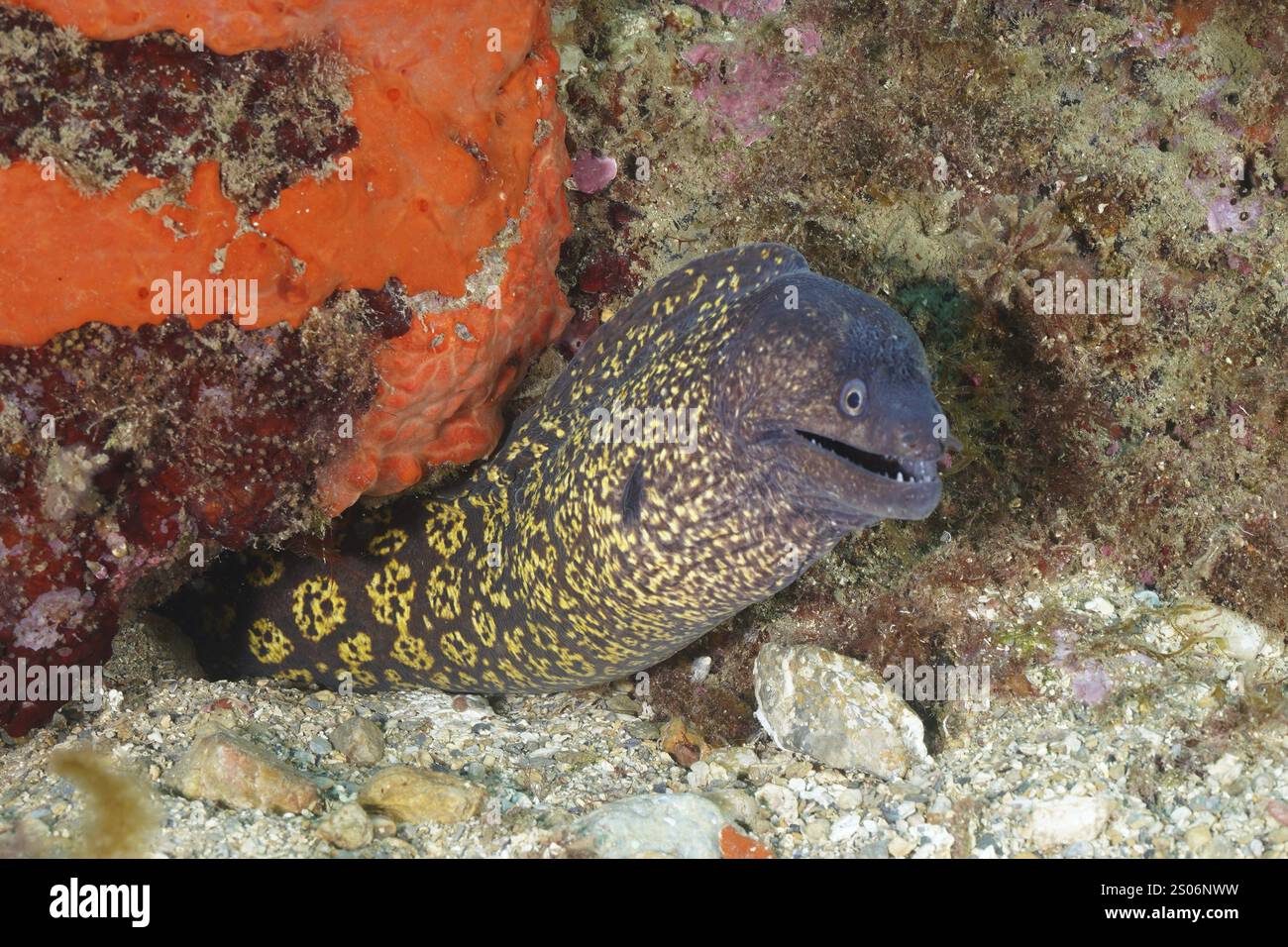 Curious Mediterranean moray eel (Muraena helena) peeking out of its ...