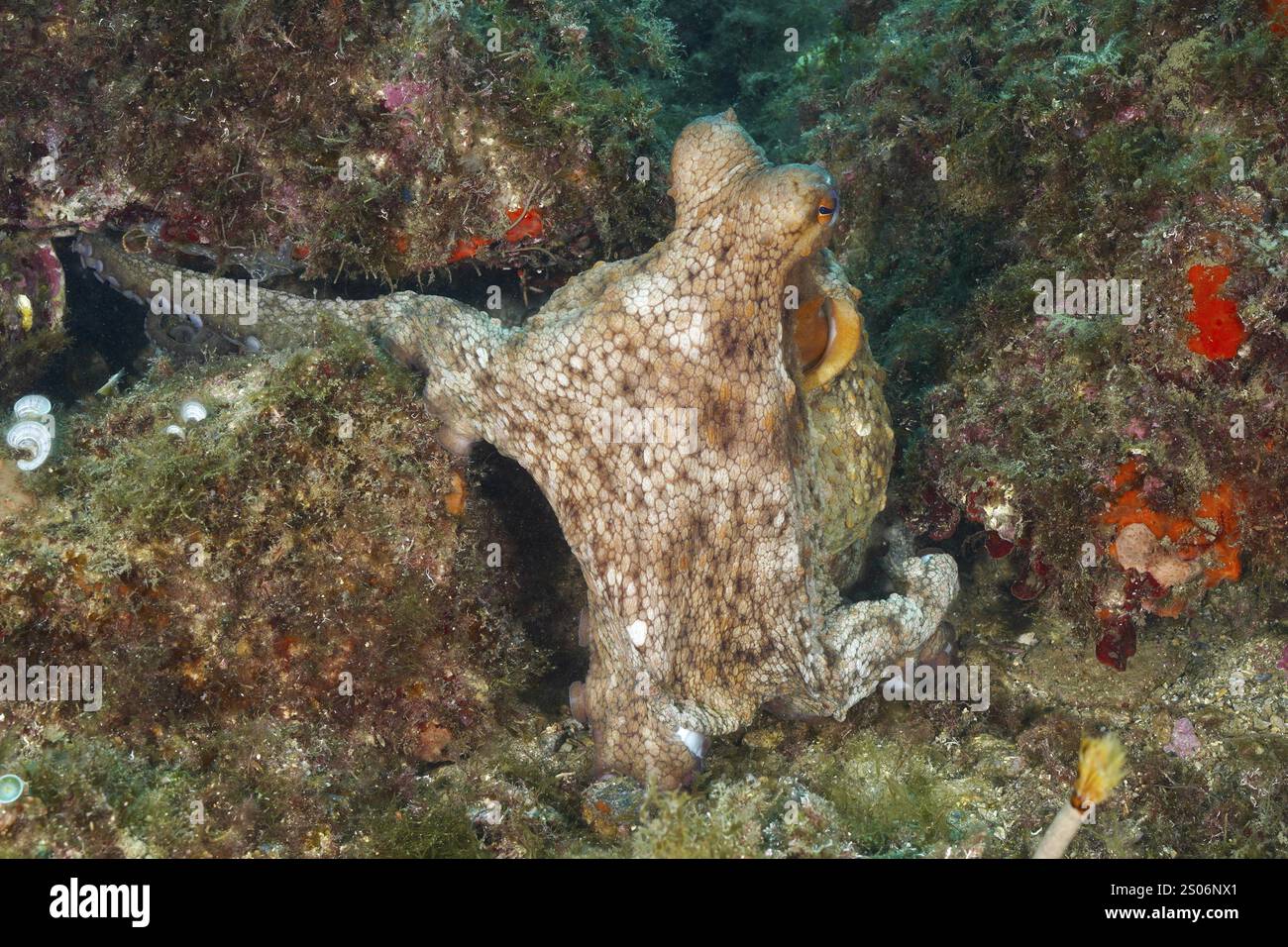 Octopus, Common Octopus (Octopus vulgaris), is perfectly camouflaged ...