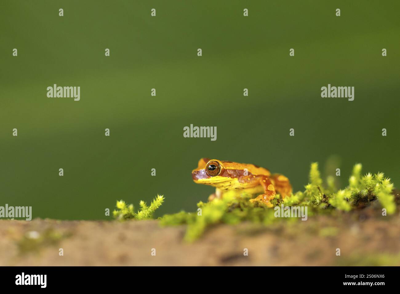 Hourglass tree frog (Dendropsophus ebraccatus), frogs (Rana), Costa ...