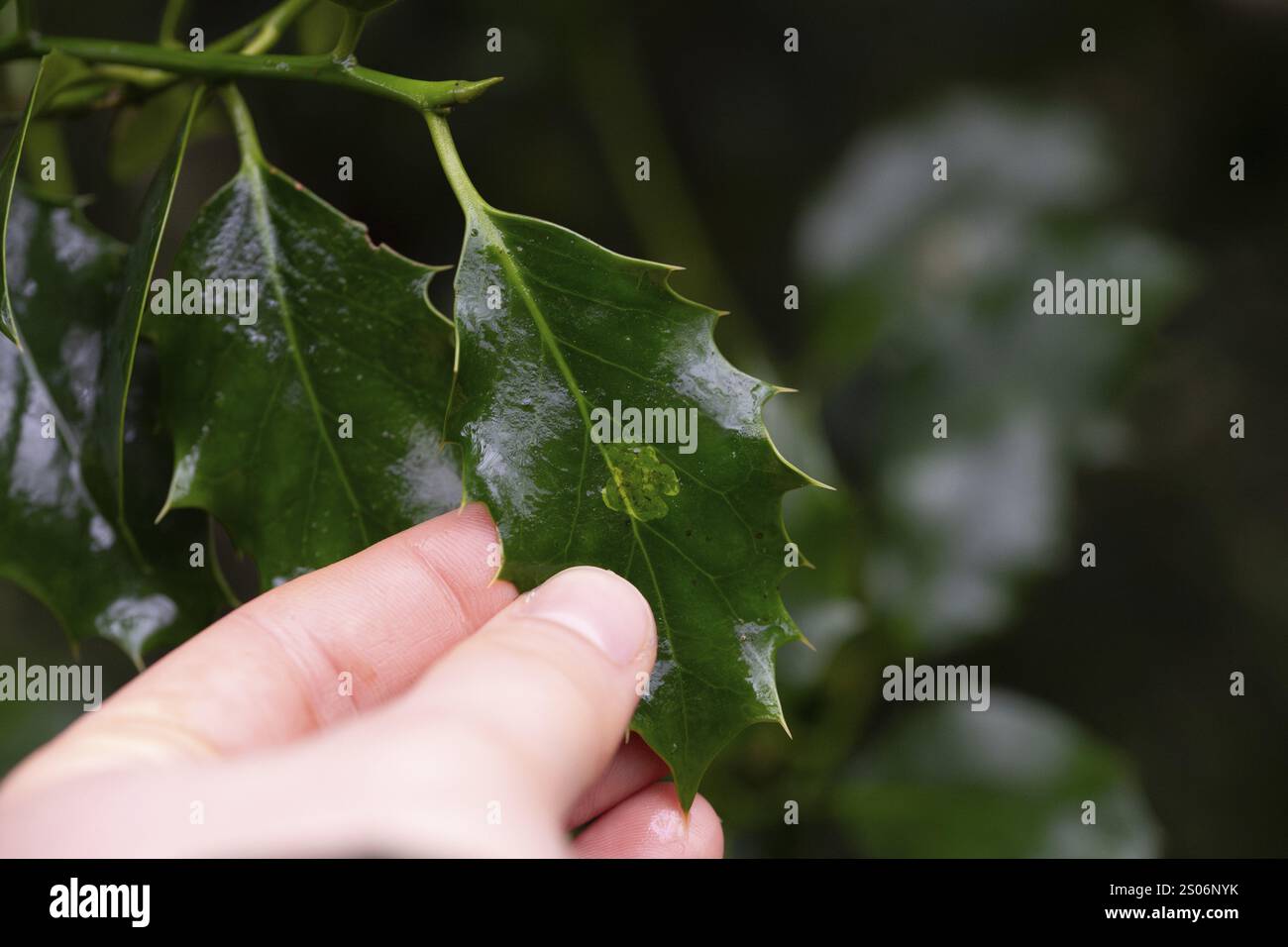 Ilex leafminer fly (Phytomyza ilicis) and European holly (Ilex ...