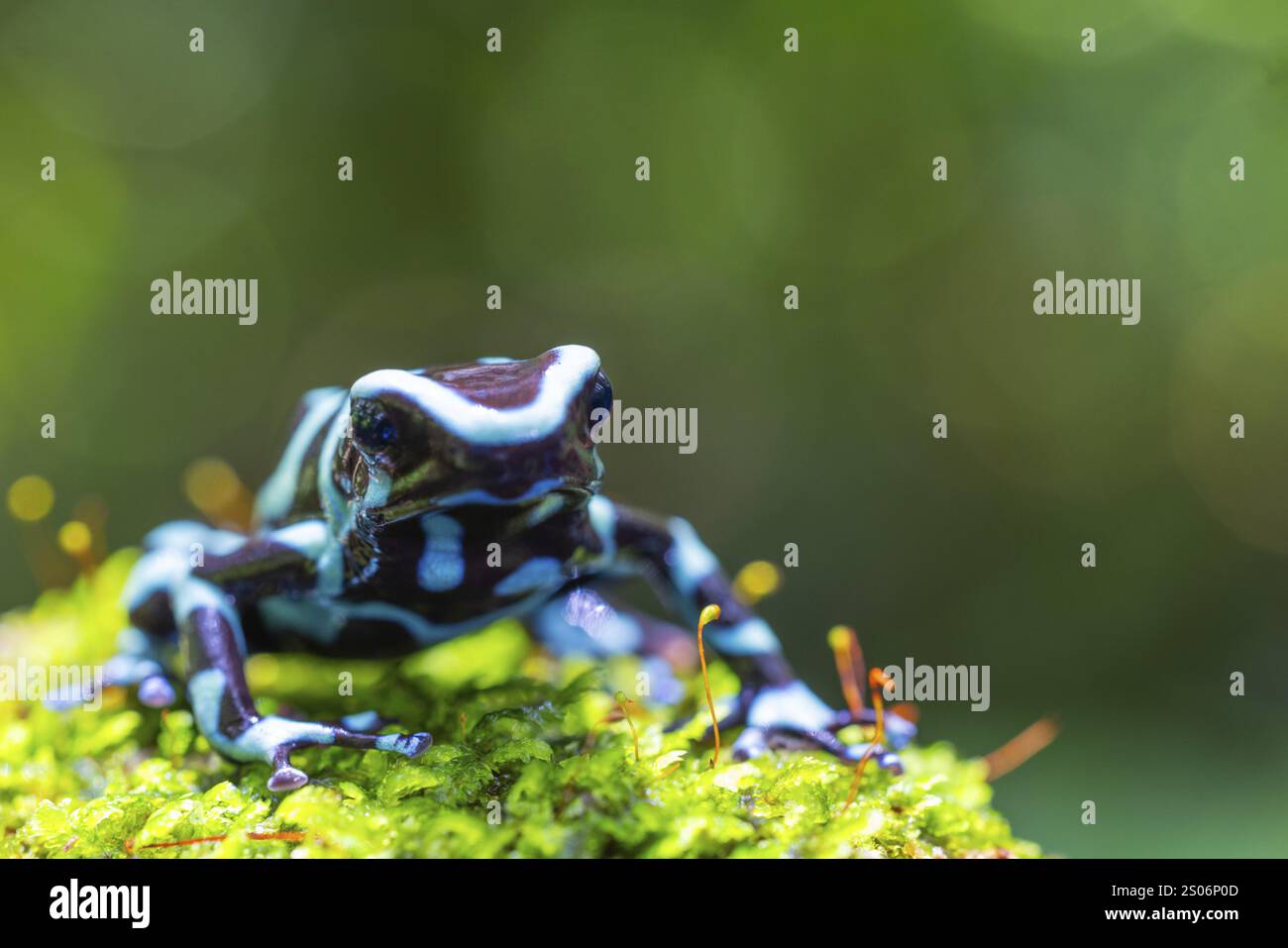 Golden tree climber (Dendrobates auratus), frogs (Rana), Alajuela ...