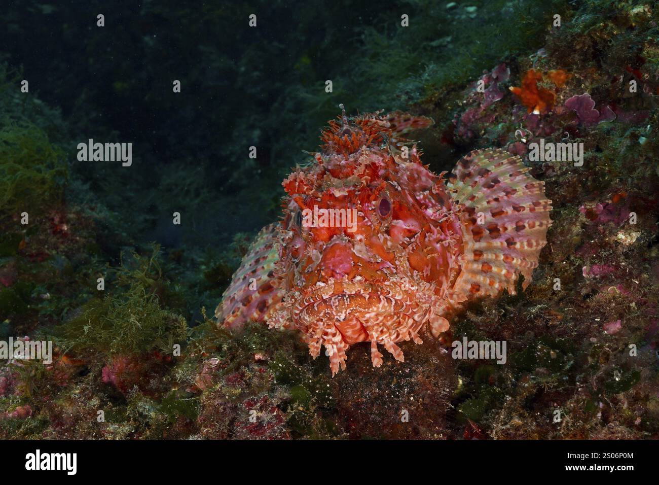 Portrait of red scorpionfish (Scorpaena scrofa) with distinct patterns ...