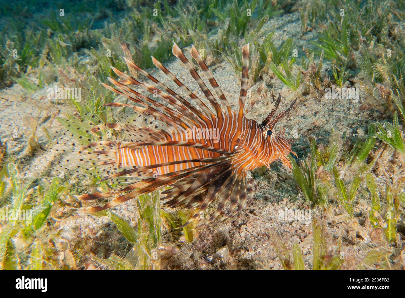 Lionfish (Pterois miles) in the Red Sea colorful fish, Eilat Israel ...