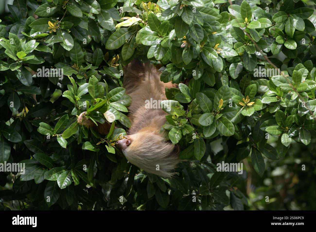 Two-toed sloth Choloepus hangs upside down in the canopy in Costa Rica ...