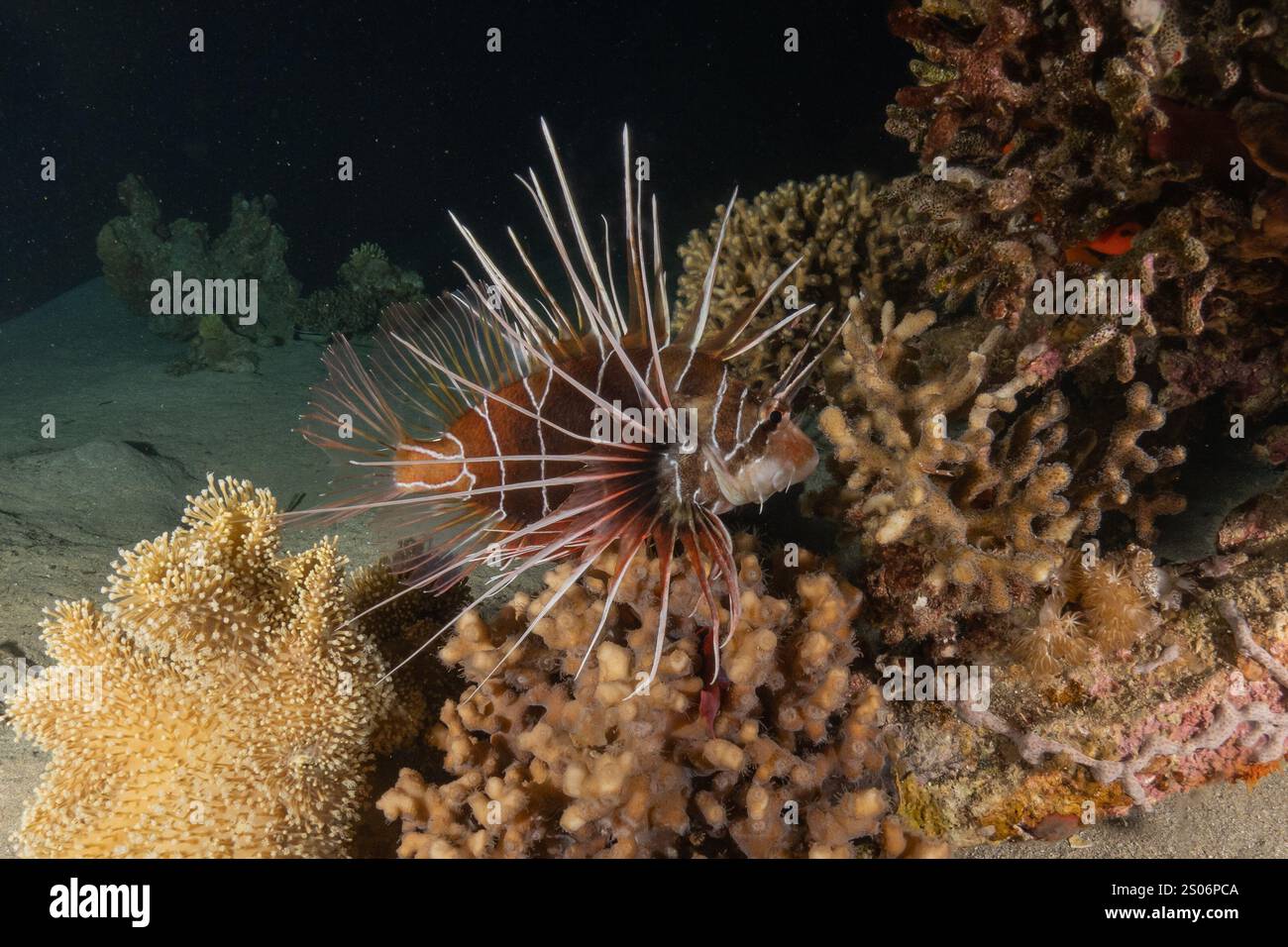 Lionfish (Pterois miles) in the Red Sea colorful fish, Eilat Israel ...