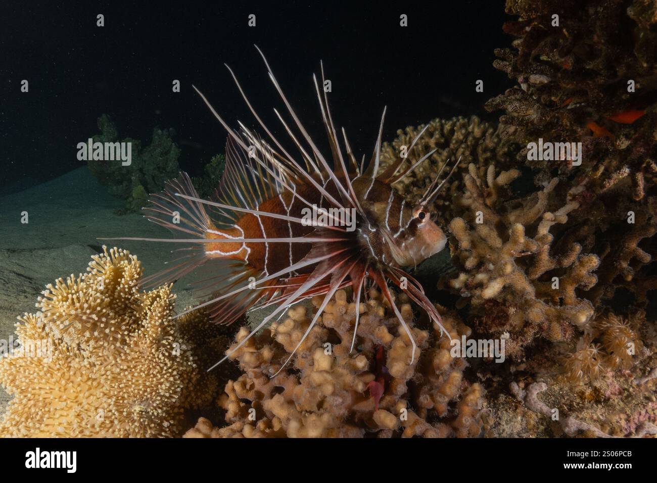 Lionfish (Pterois miles) in the Red Sea colorful fish, Eilat Israel ...