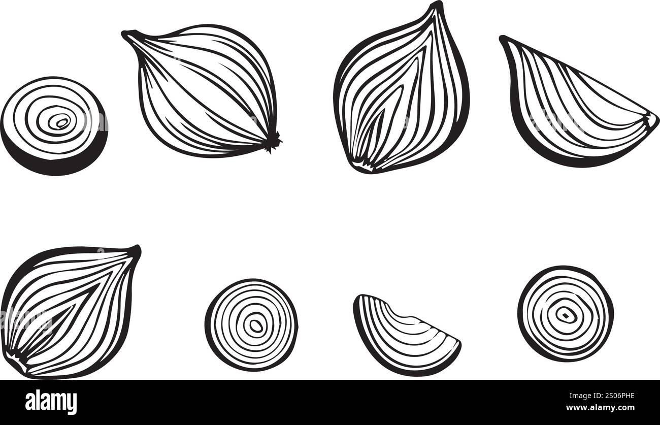 vector onion, vegetable plant set drawings Stock Vector Image & Art - Alamy