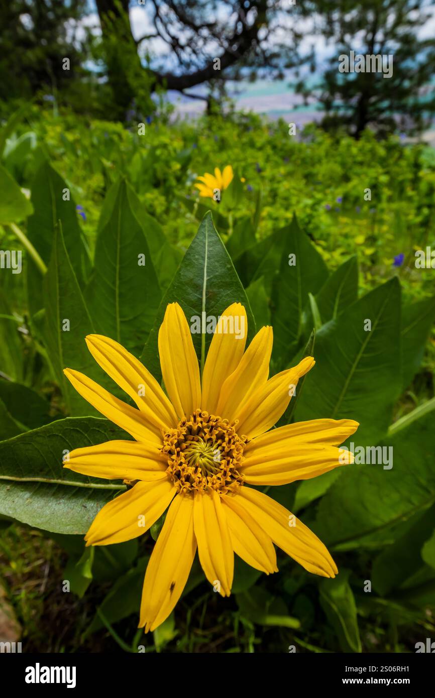 Northern Mule's Ears, Wyethia amplexicaulis, blooming in a meadow in ...