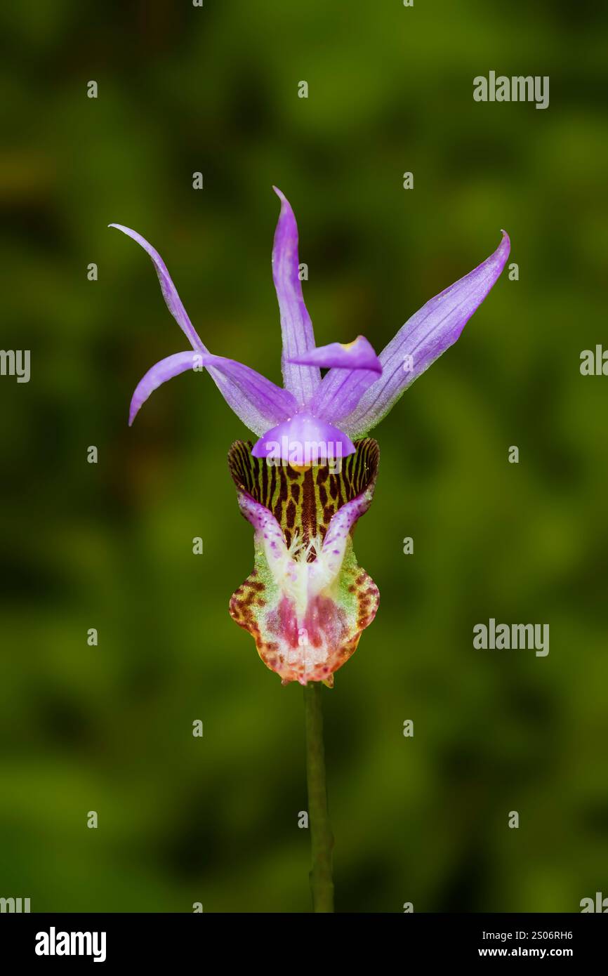 Calypso Orchid, Calypso bulbosa, blooming on the forest floor of Kamiak ...
