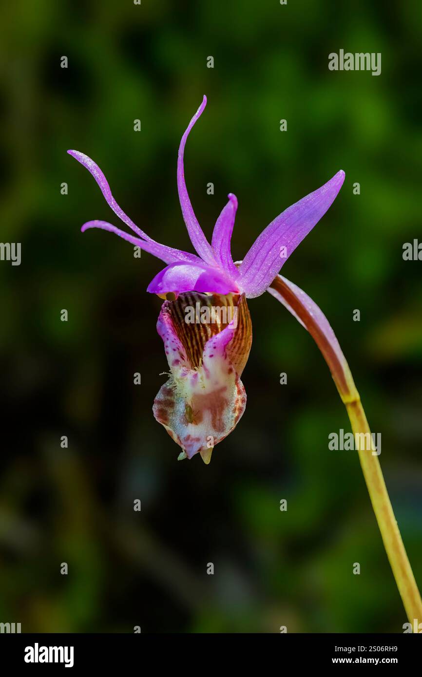 Calypso Orchid, Calypso bulbosa, blooming on the forest floor of Kamiak ...
