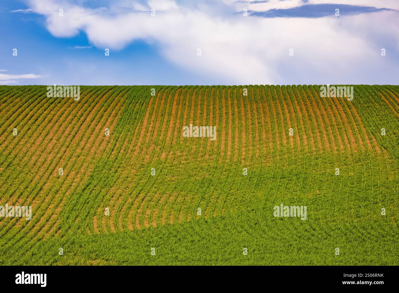 Wheat farming on the rolling hills of the Palouse region, Washington ...