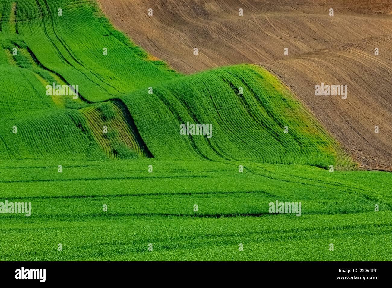 Wheat farming on the rolling hills of the Palouse region, Washington ...