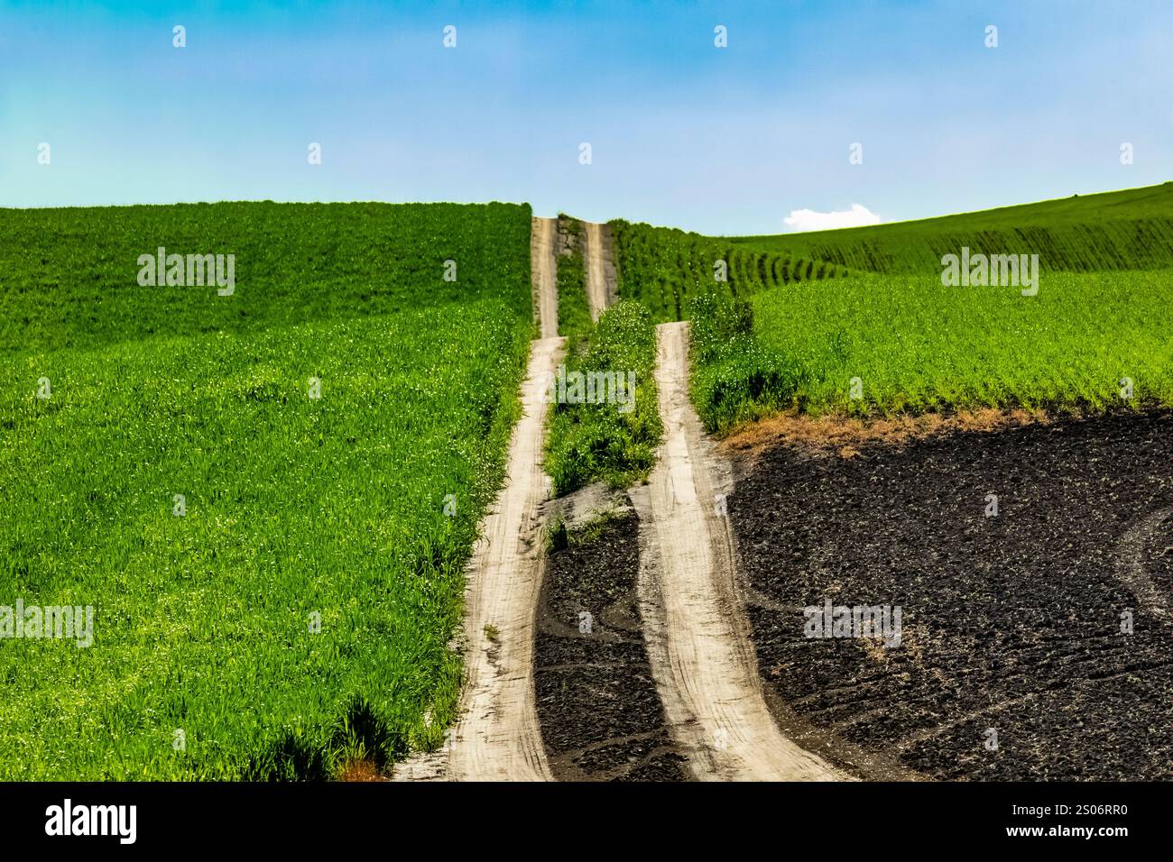 Two track route winding through the wheat farming region known as The ...