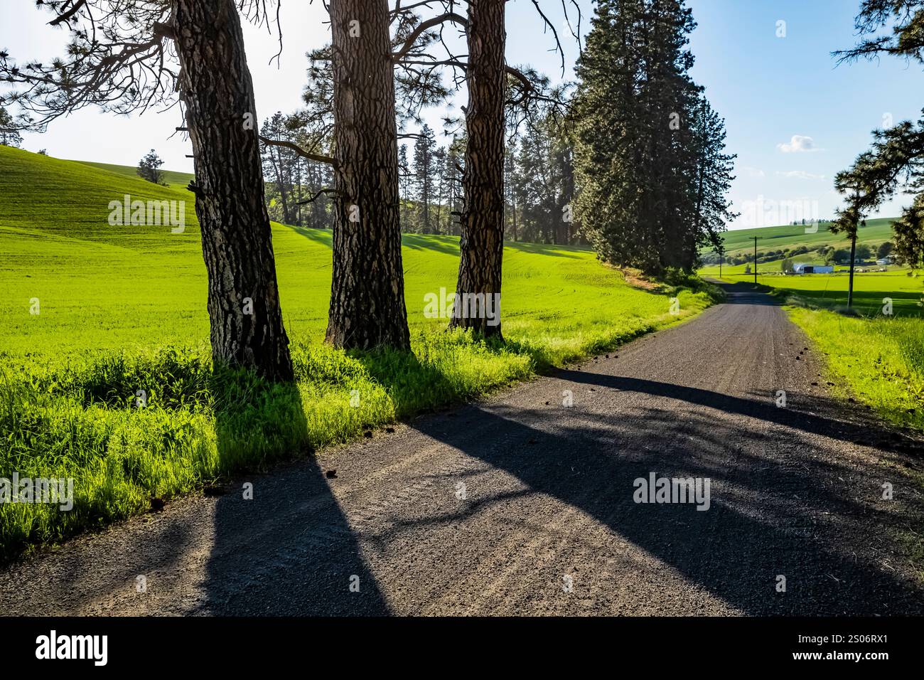 Back road winding through the wheat farming region known as The Palouse ...