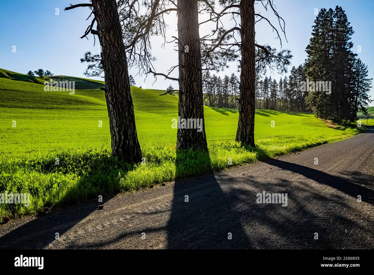 Back road winding through the wheat farming region known as The Palouse ...