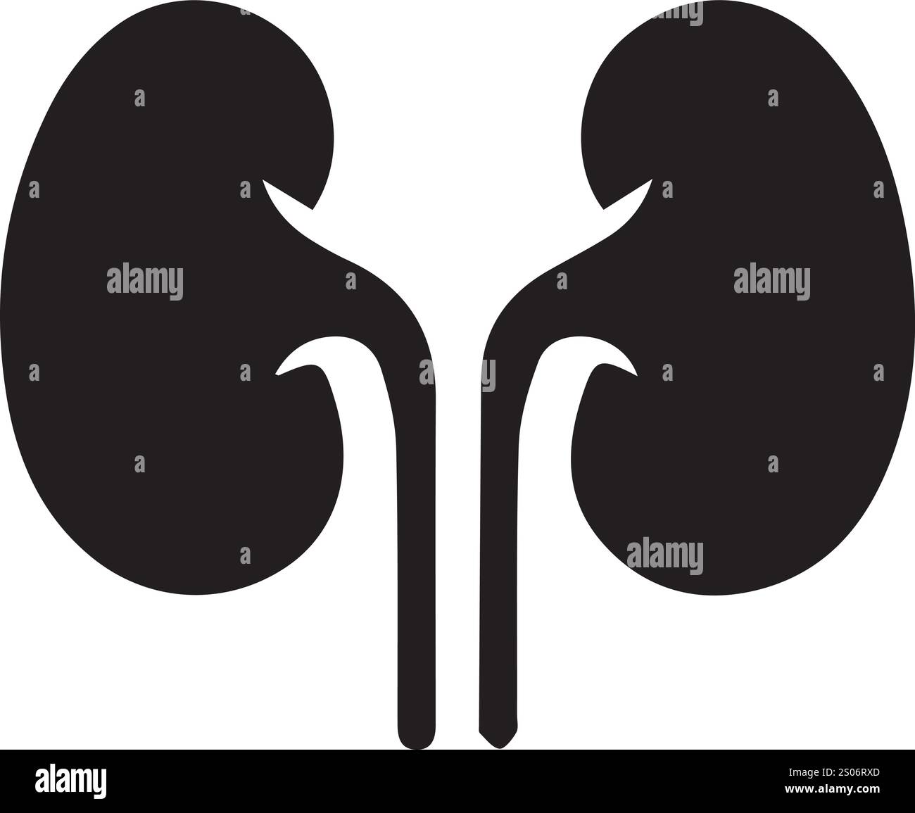 vector kidney human organ illustration Stock Vector Image & Art - Alamy