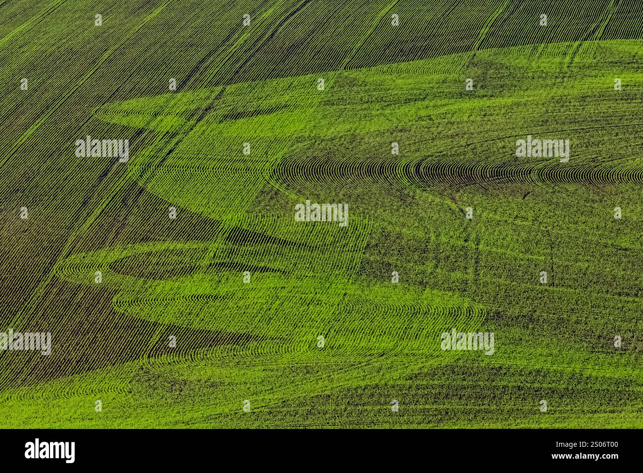 Erratic planting pattern in the wheat farming on the rolling hills of ...