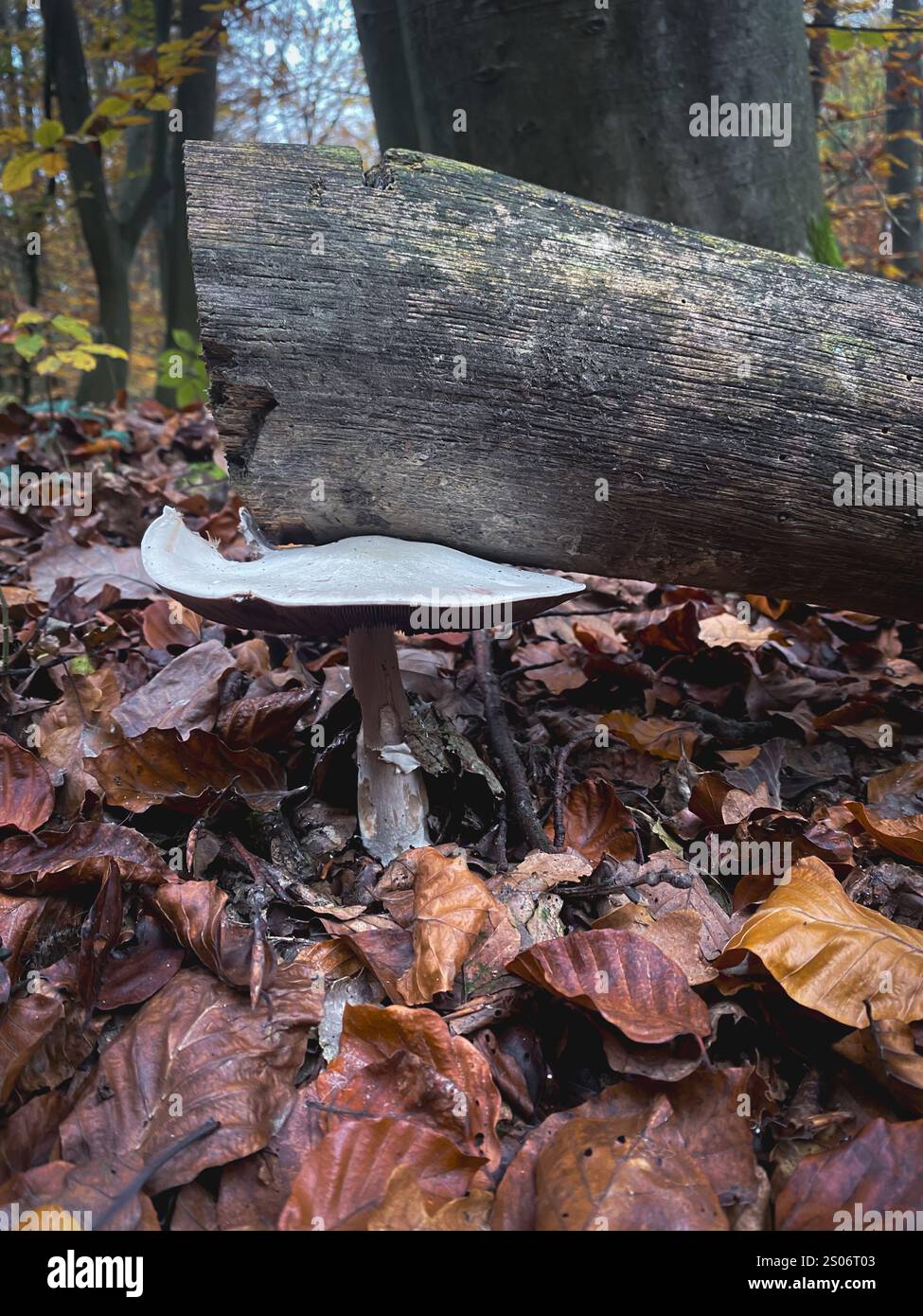 German forest floor vegetation in the autumn season Stock Photo - Alamy