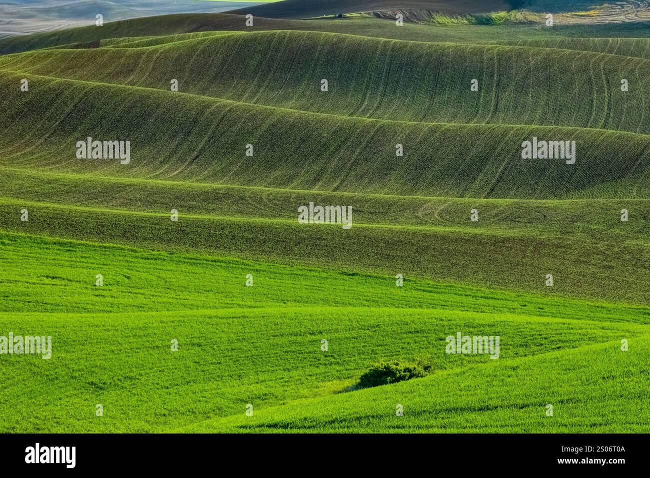 Wheat farming on the rolling hills of the Palouse region, Washington ...