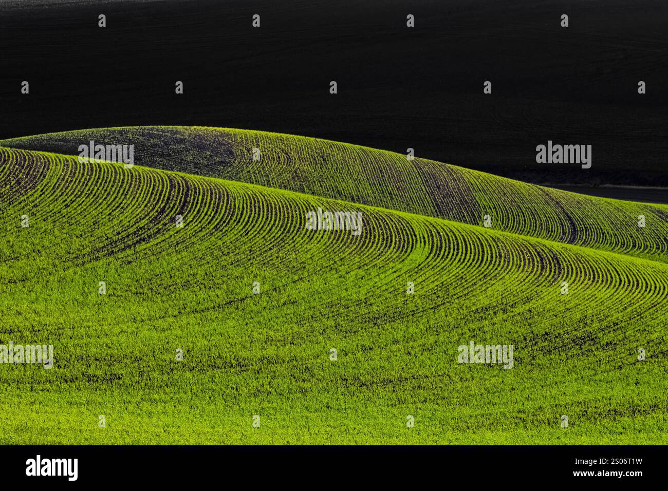 Wheat farming on the rolling hills of the Palouse region, Washington ...