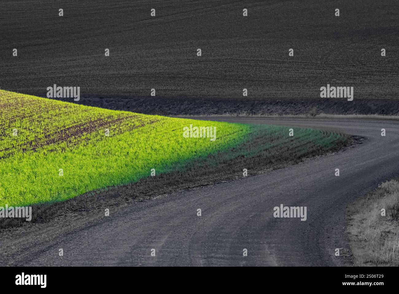 Back road winding through the wheat farming region known as The Palouse ...